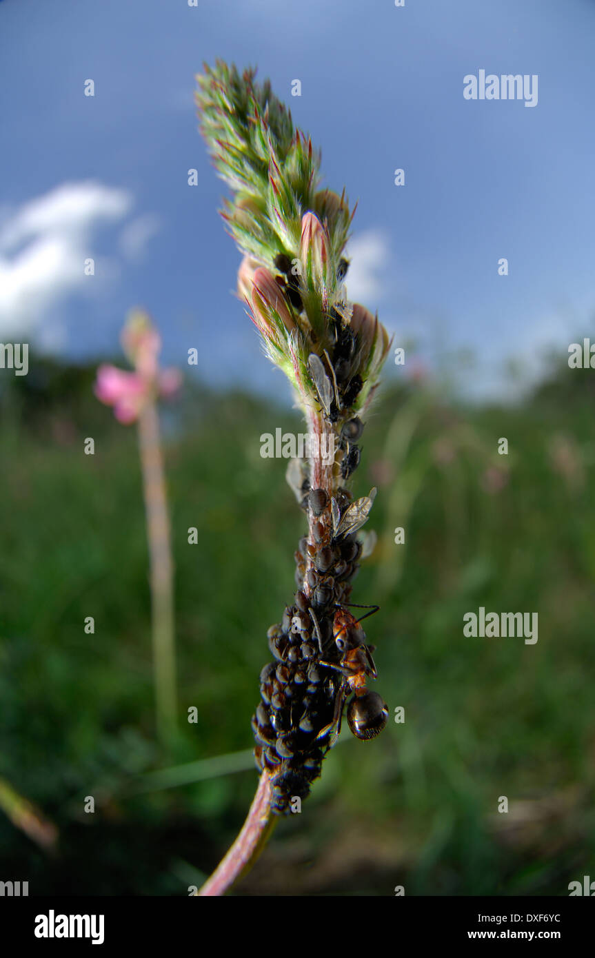 Schadlinge High Resolution Stock Photography and Images - Alamy