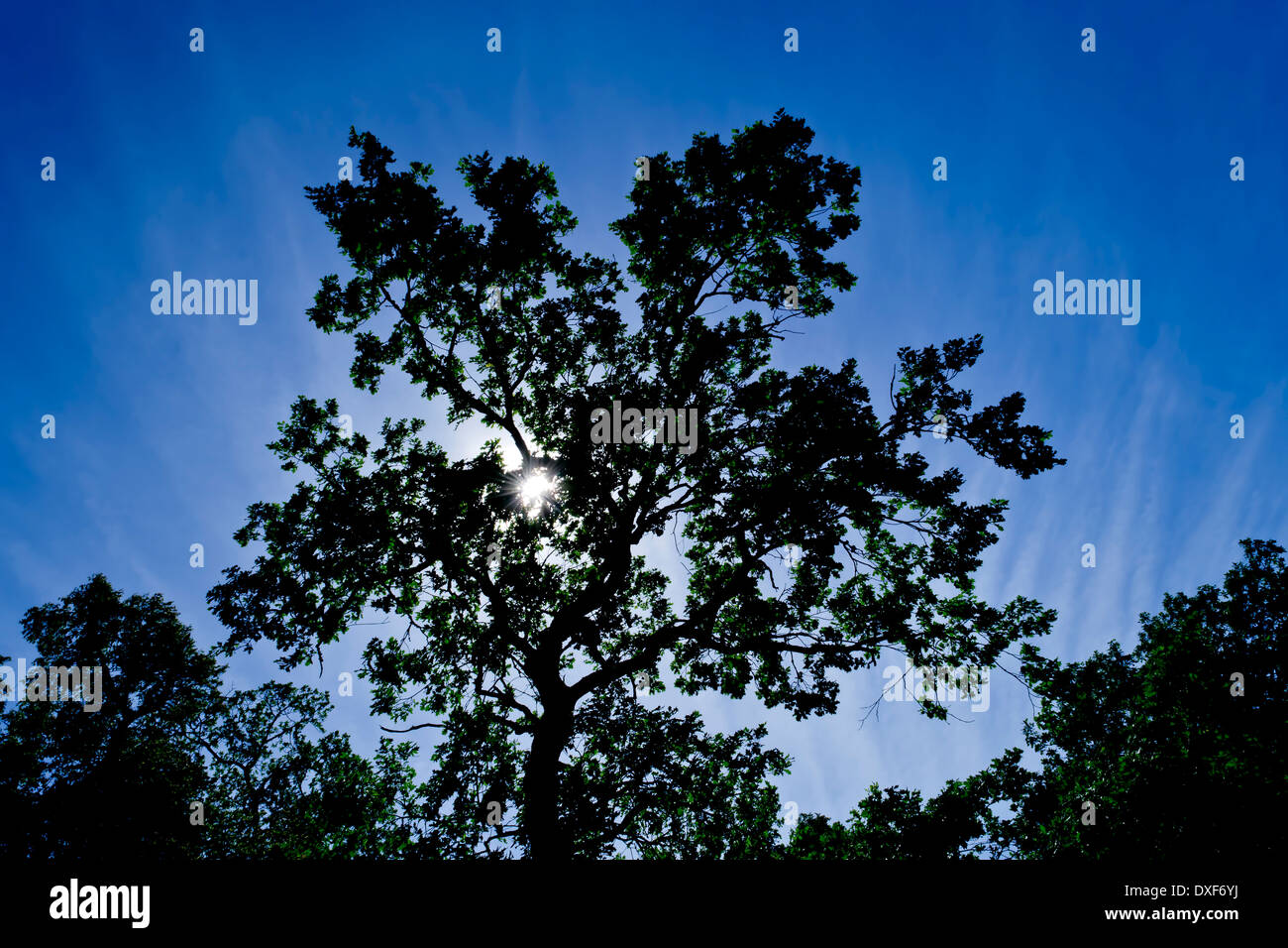 Sun behind a tree Stock Photo - Alamy