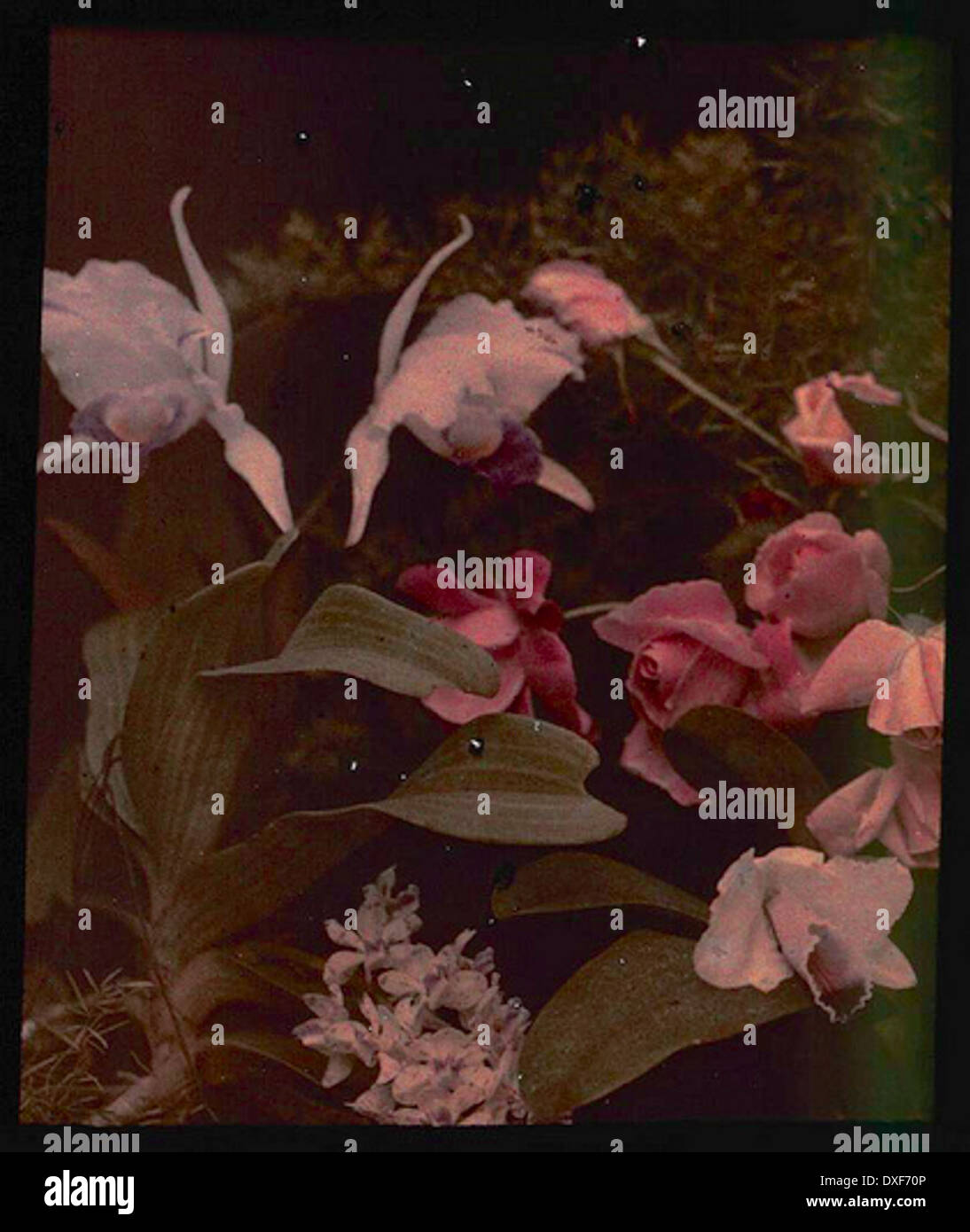 Orchid history hi-res stock photography and images - Alamy