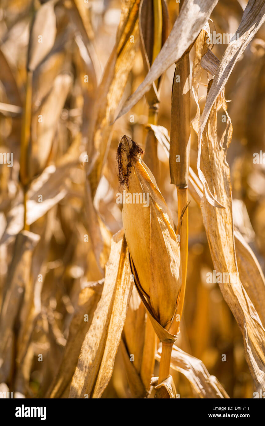 Dry corn plants Stock Photo - Alamy