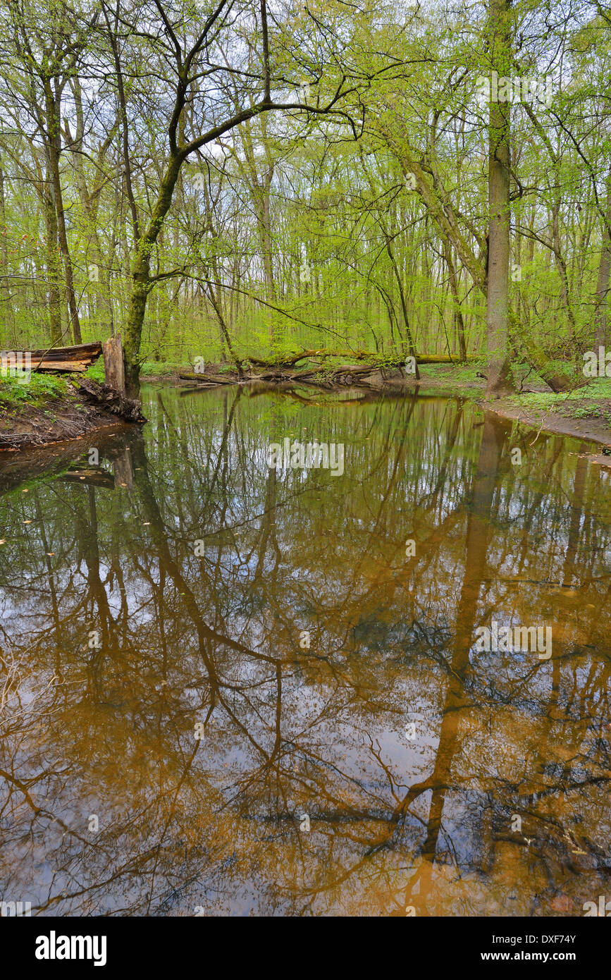Pond in Riparian Forest in Spring, Bulau, Hanau, Hesse, Germany Stock ...