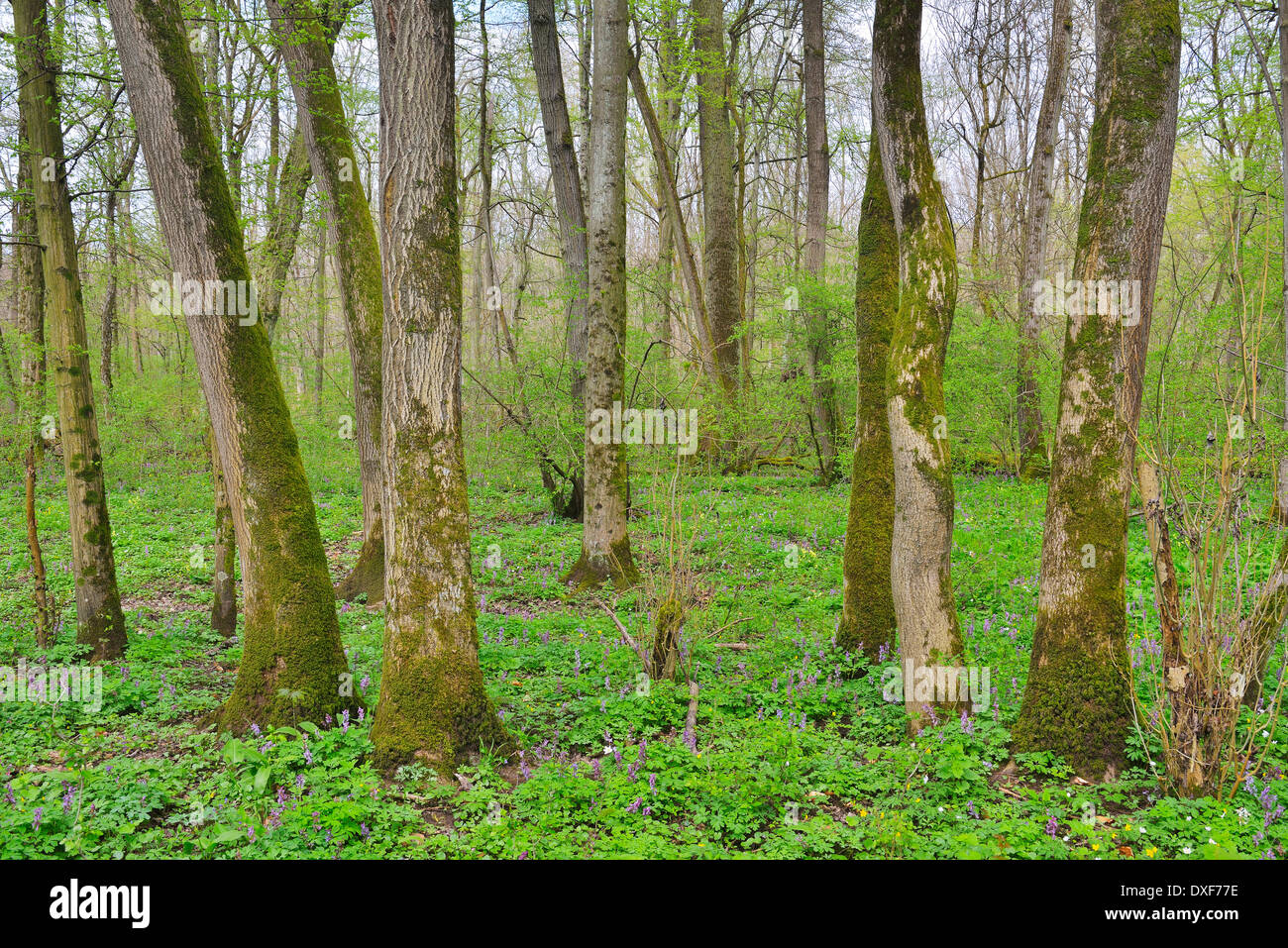 Riparian Forest in Spring, Bulau, Hanau, Hesse, Germany Stock Photo - Alamy