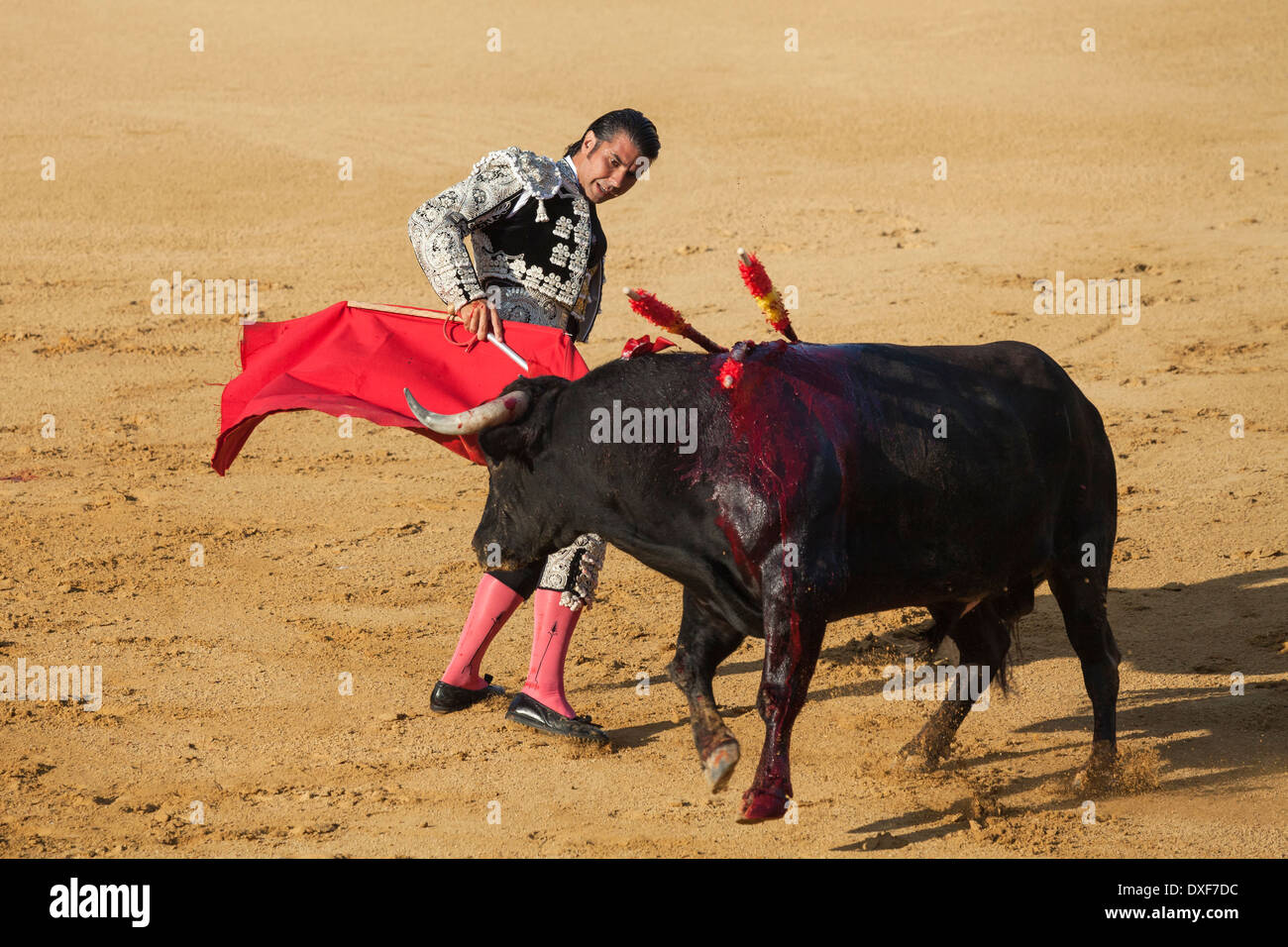 Traditional Spanish bullfighting on July 19, 2013 in La Linea de la ...