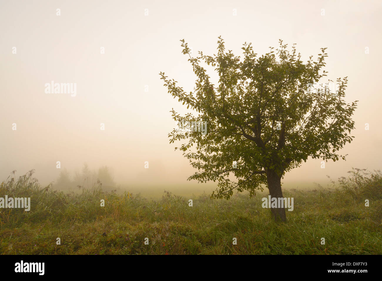 Apple malus sunrise hi-res stock photography and images - Alamy