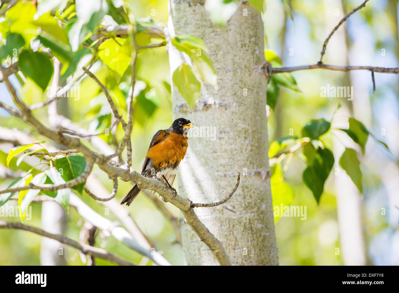 American robin and spring hi-res stock photography and images - Alamy