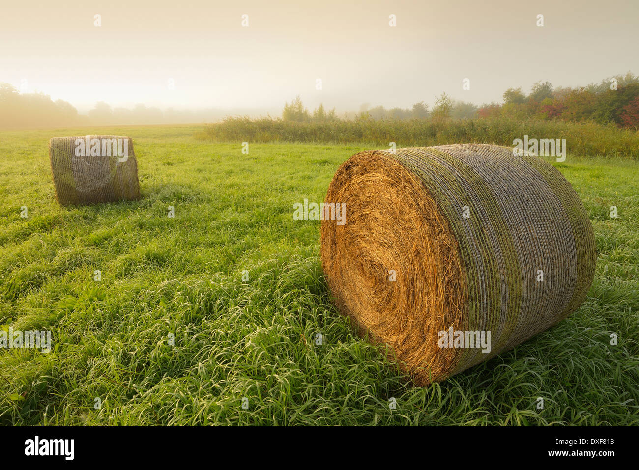 Pasturing off crop hi-res stock photography and images - Alamy