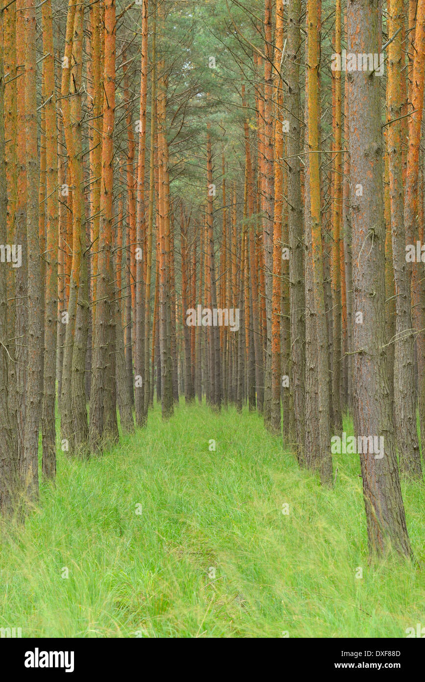 Pine Forest, Biosphere Reserve, Lusatia, Saxony, Germany Stock Photo ...