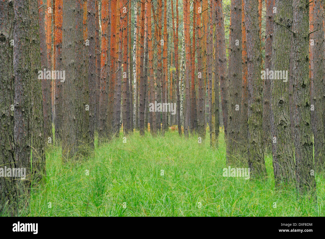 Pine Forest, Biosphere Reserve, Lusatia, Saxony, Germany Stock Photo ...