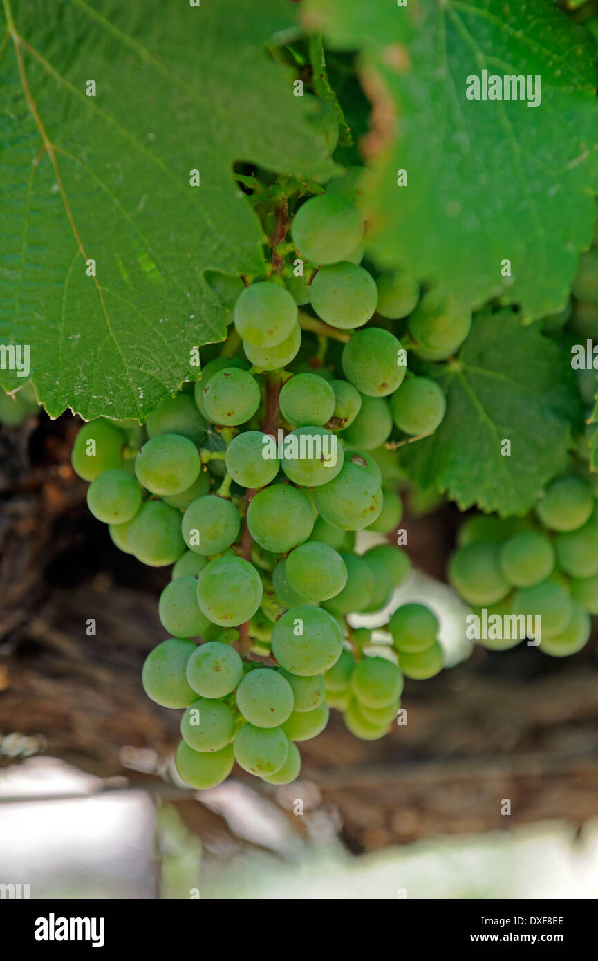 Grapvine hi-res stock photography and images - Alamy