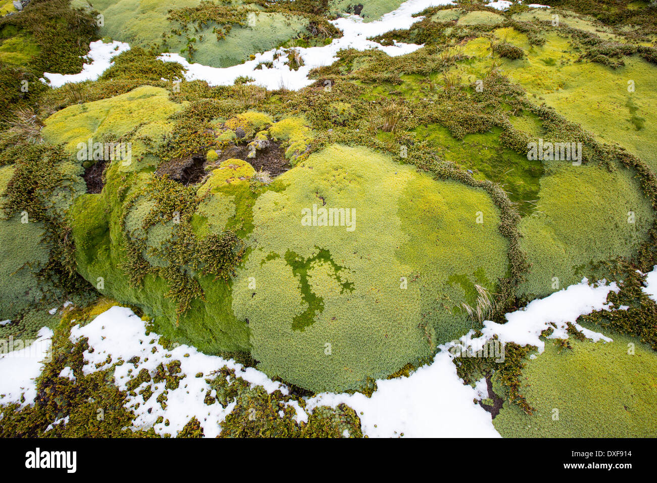 Moss and flower clumps in the mountains near the Martial Glacier above ...