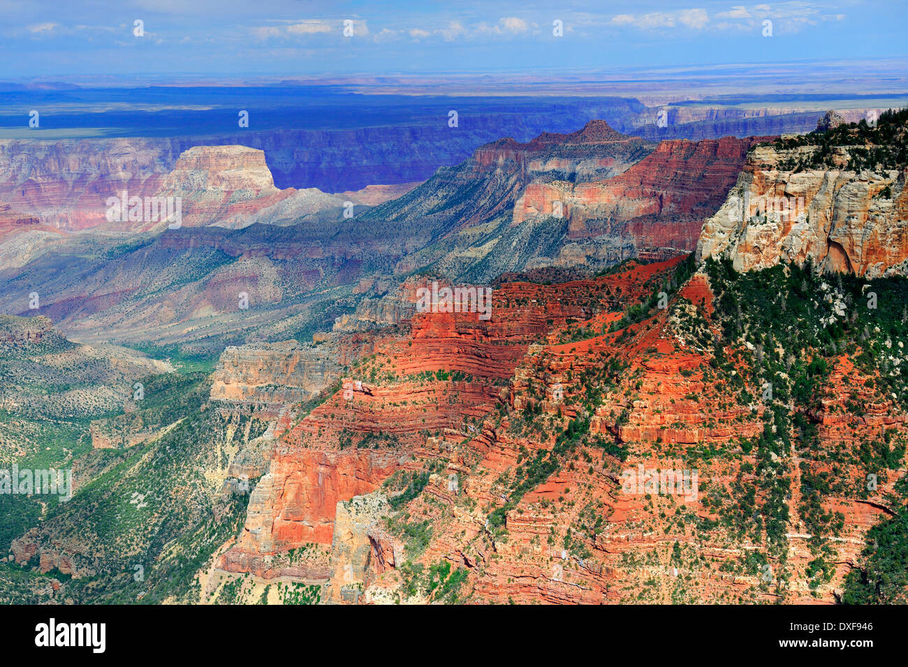 Grand Canyon North Rim, Arizona, USA Stock Photo - Alamy