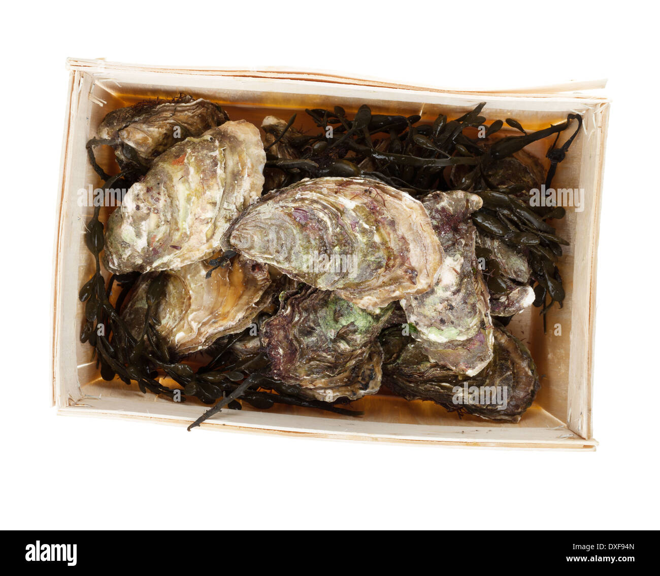 Oysters box. Isolated on white background Stock Photo - Alamy