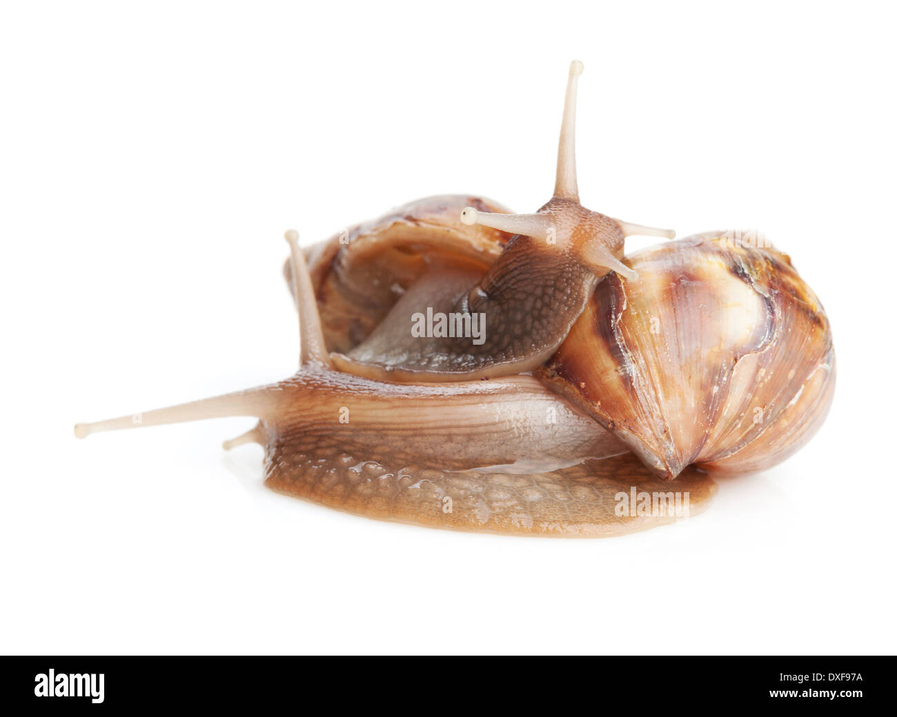Two snails. Isolated on white background Stock Photo - Alamy