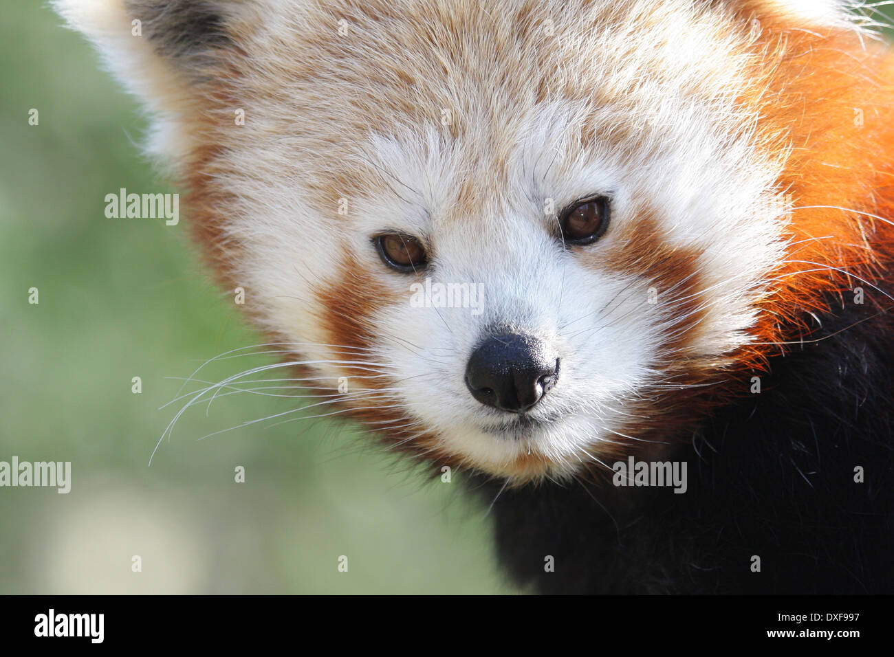Red panda bear hi-res stock photography and images - Alamy