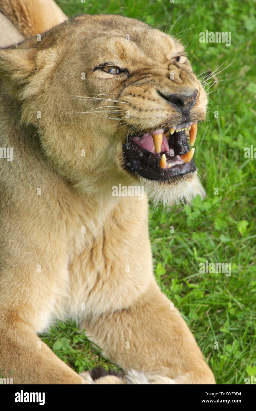 Lion Face Snarl