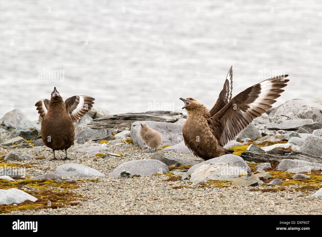 Antarctic Brown Skua bird adult parents and chick, Antarctica Stock ...