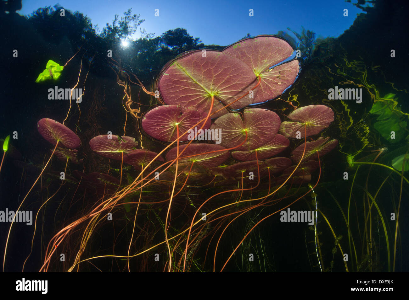 Stalk and Leafs of Water Lily, Nymphaea, Massachusetts, Cape Cod, USA ...