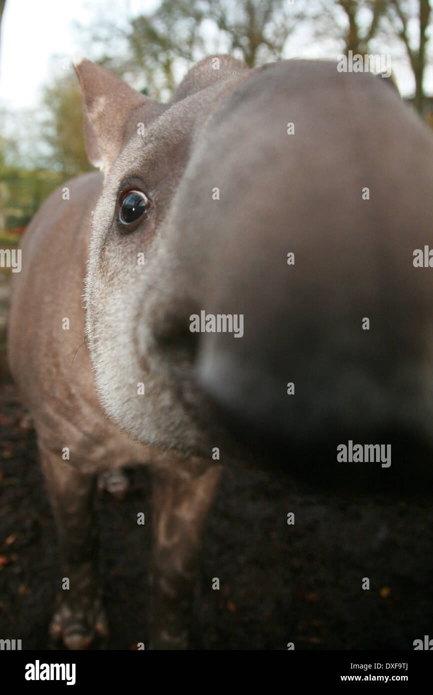 Large tapir hi-res stock photography and images - Alamy