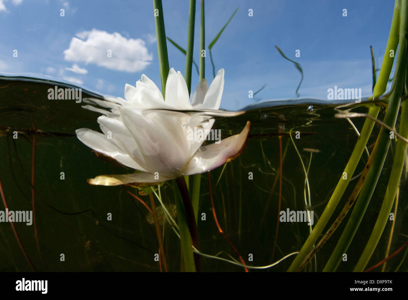 Water Lily, Nymphaea, Massachusetts, Cape Cod, USA Stock Photo - Alamy