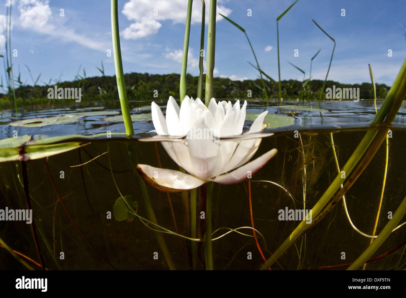 Water Lily, Nymphaea, Massachusetts, Cape Cod, USA Stock Photo - Alamy