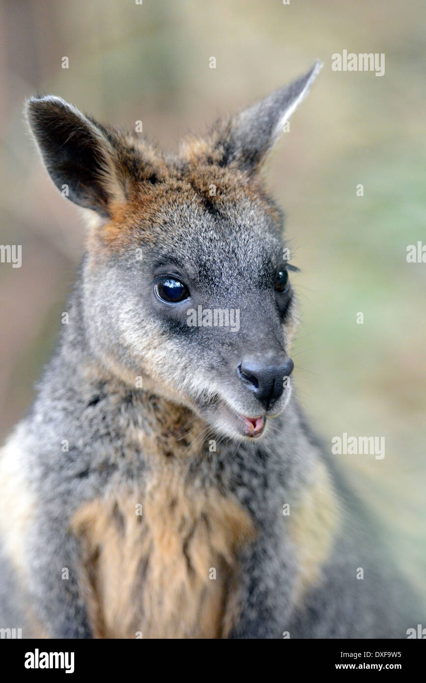 Swamp or Black wallaby (Wallabia bicolor), portrait Stock Photo - Alamy