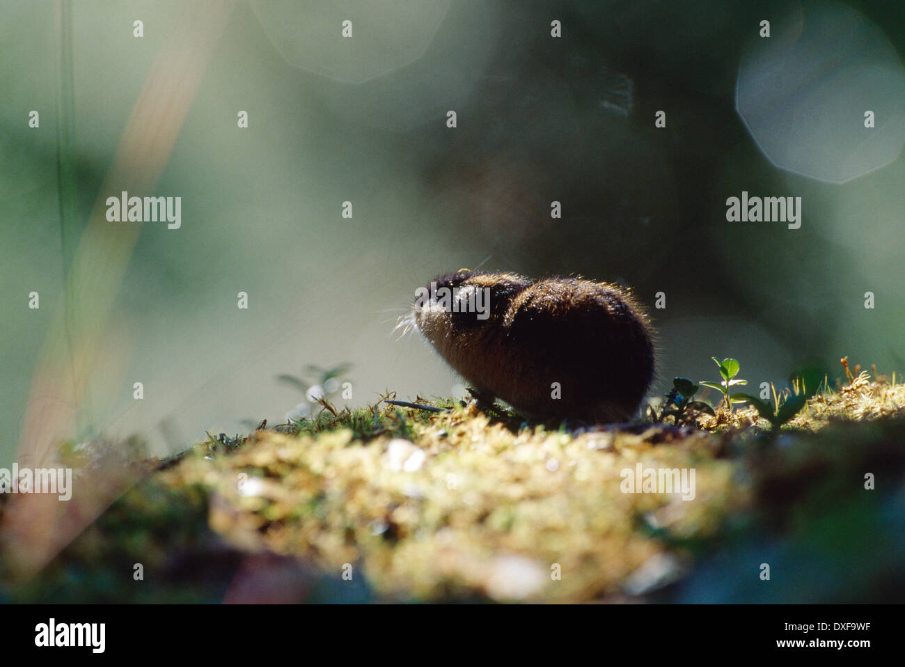 Lemming Migration High Resolution Stock Photography and Images - Alamy