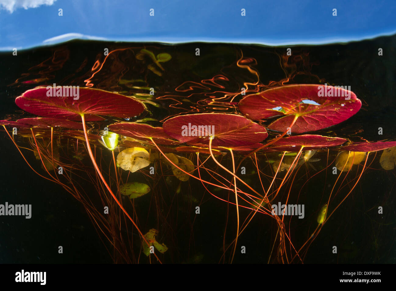 Water Lily, Nymphaea, Massachusetts, Cape Cod, USA Stock Photo - Alamy