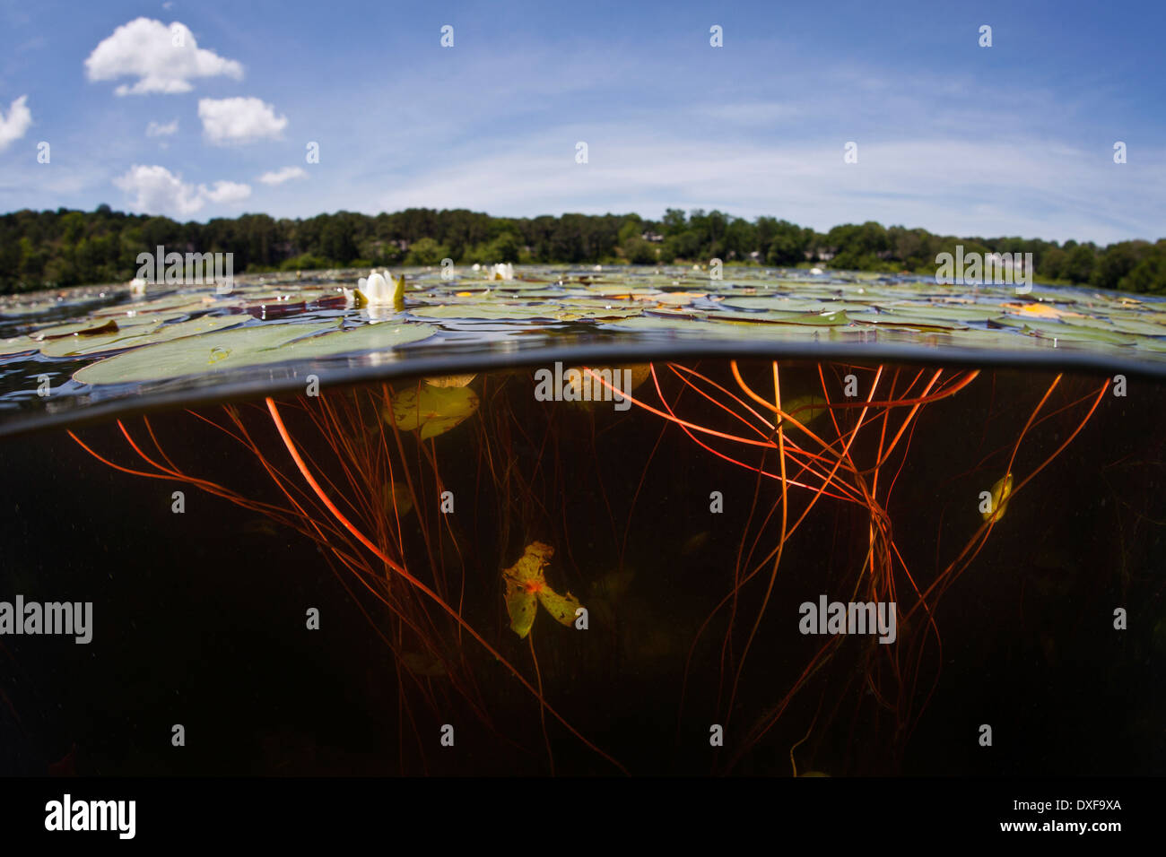 Water Lily, Nymphaea, Massachusetts, Cape Cod, USA Stock Photo - Alamy