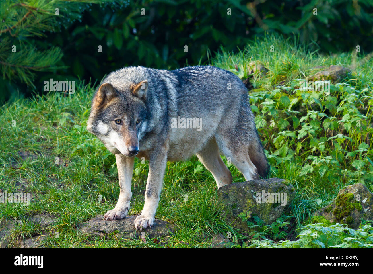 Canadian Timber Wolf, Alaskan Tundra Wolf or Mackenzie Valley Wolf ...