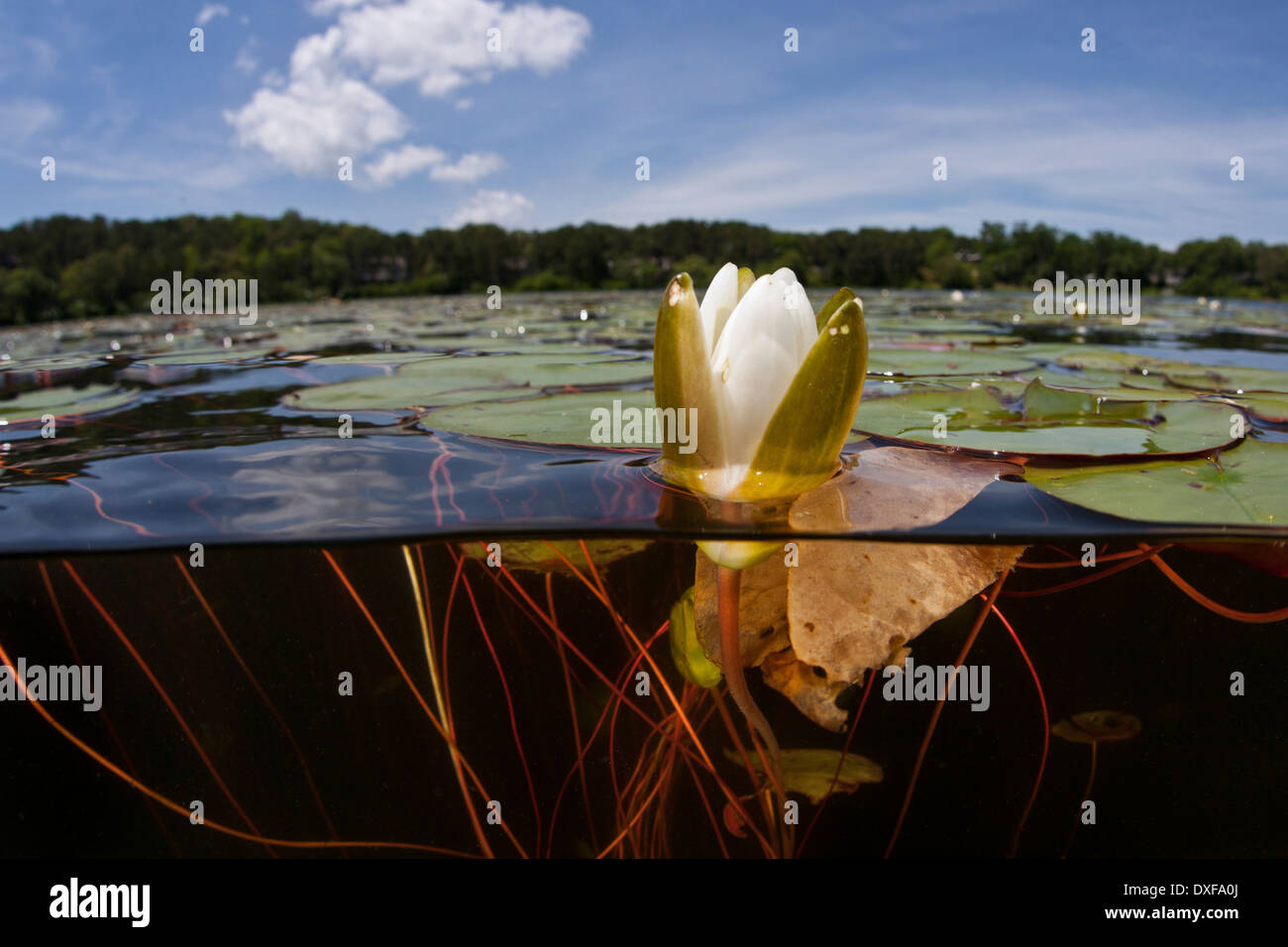 Water Lily, Nymphaea, Massachusetts, Cape Cod, USA Stock Photo - Alamy