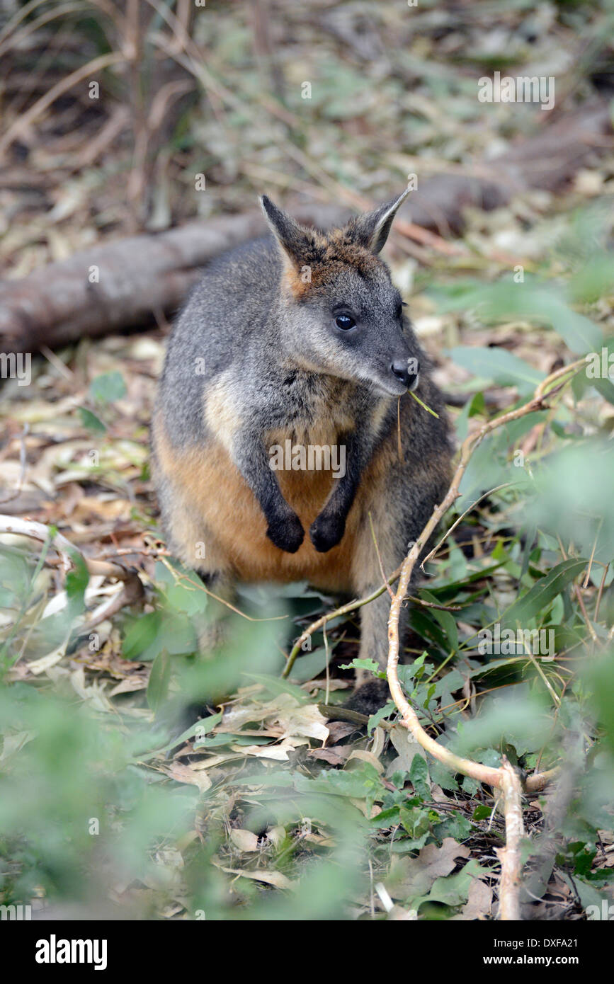 Swamp or Black wallaby (Wallabia bicolor) feeding Stock Photo - Alamy