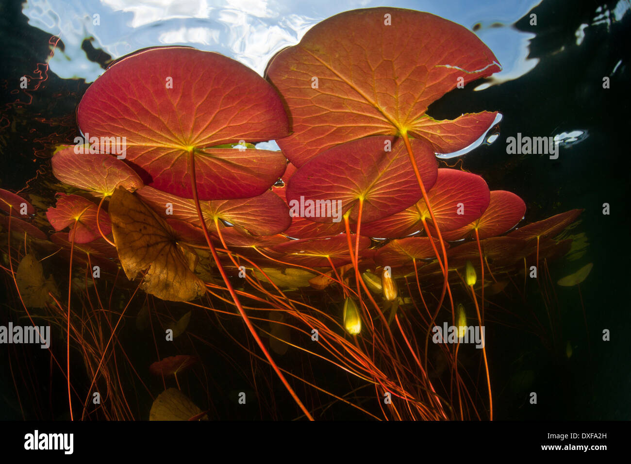 Stalk and Leafs of Water Lily, Nymphaea, Massachusetts, Cape Cod, USA ...