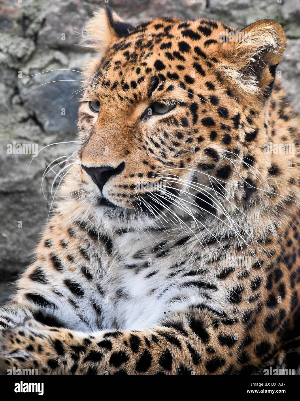 Baby North Chinese Leopard