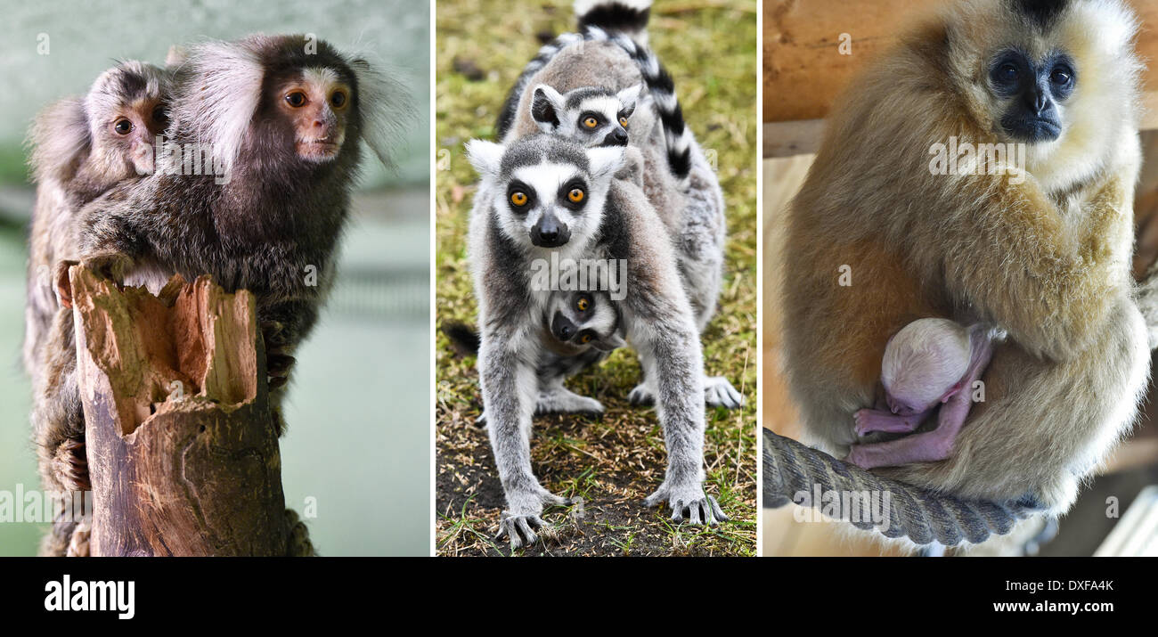 Eberswalde, Germany. 24th Mar, 2014. (COMBO) The composite picture ...