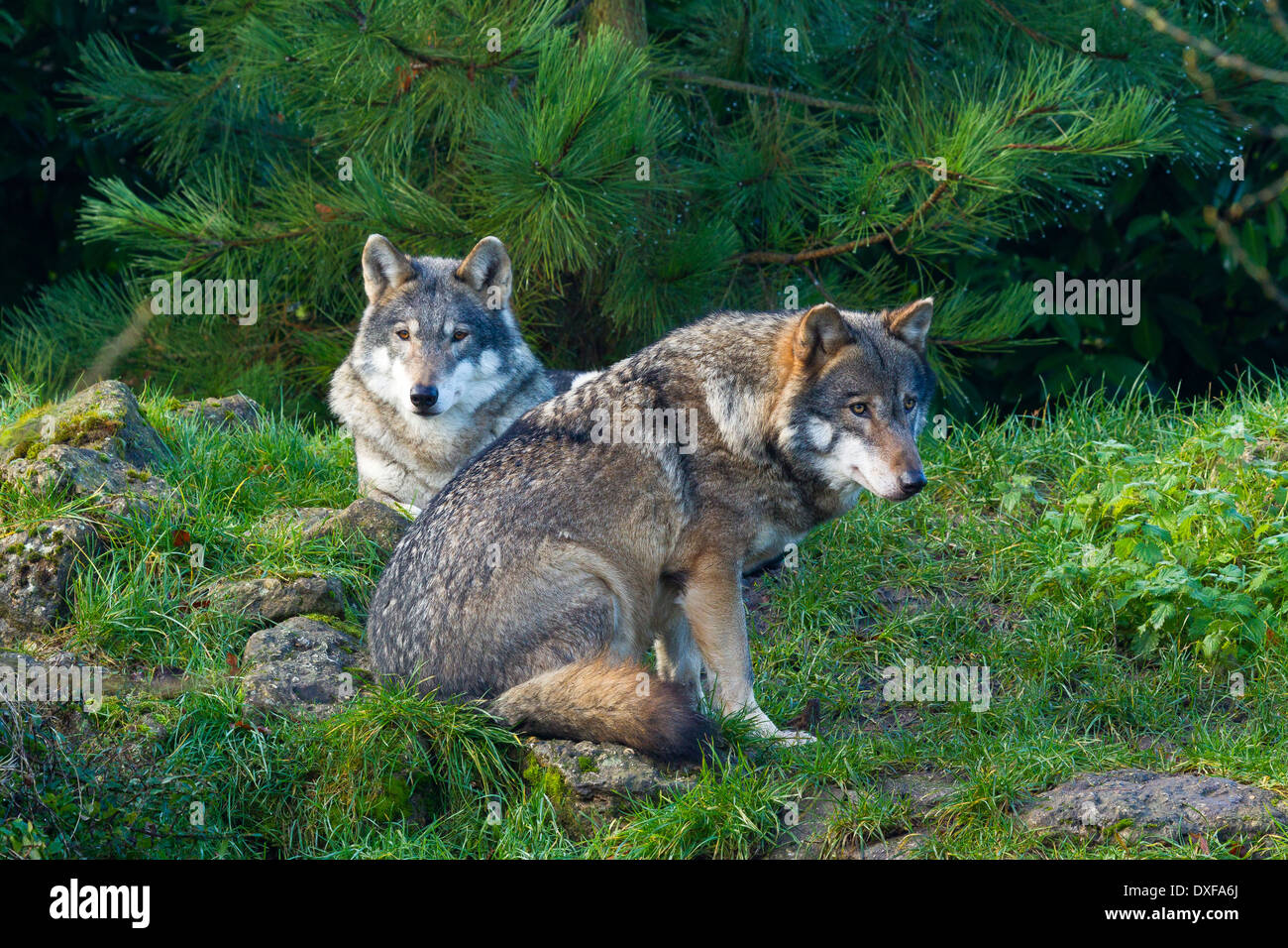 Two Canadian Timber Wolf, Alaskan Tundra Wolf or Mackenzie Valley Wolf ...