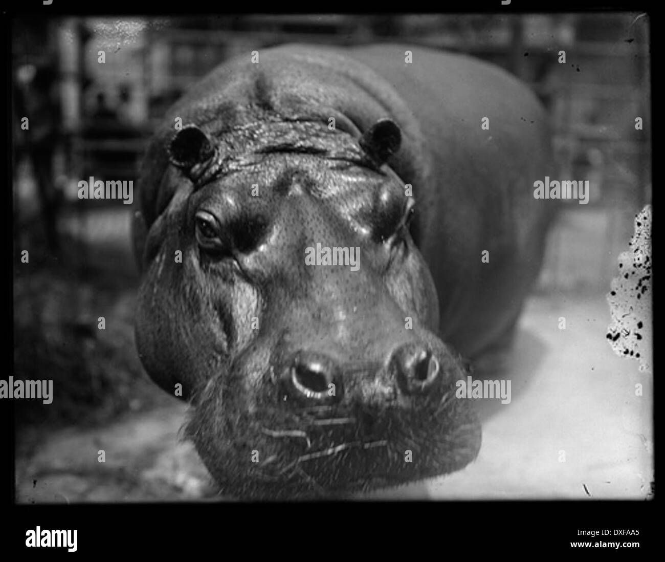 Hippos city zoo hi-res stock photography and images - Alamy