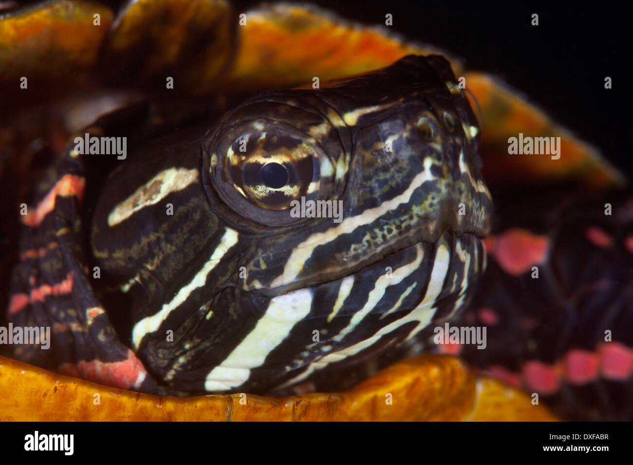 Eastern painted turtle hi-res stock photography and images - Alamy