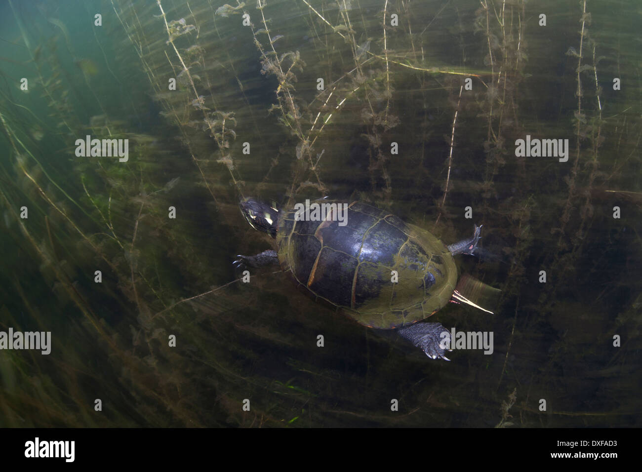 Eastern Painted Turtle, Chrysemys picta picta, Massachusetts, Cape Cod ...