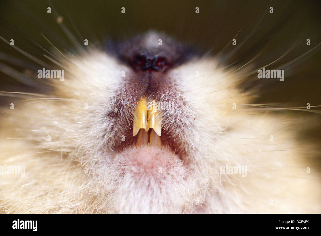 Lemming Migration High Resolution Stock Photography and Images - Alamy