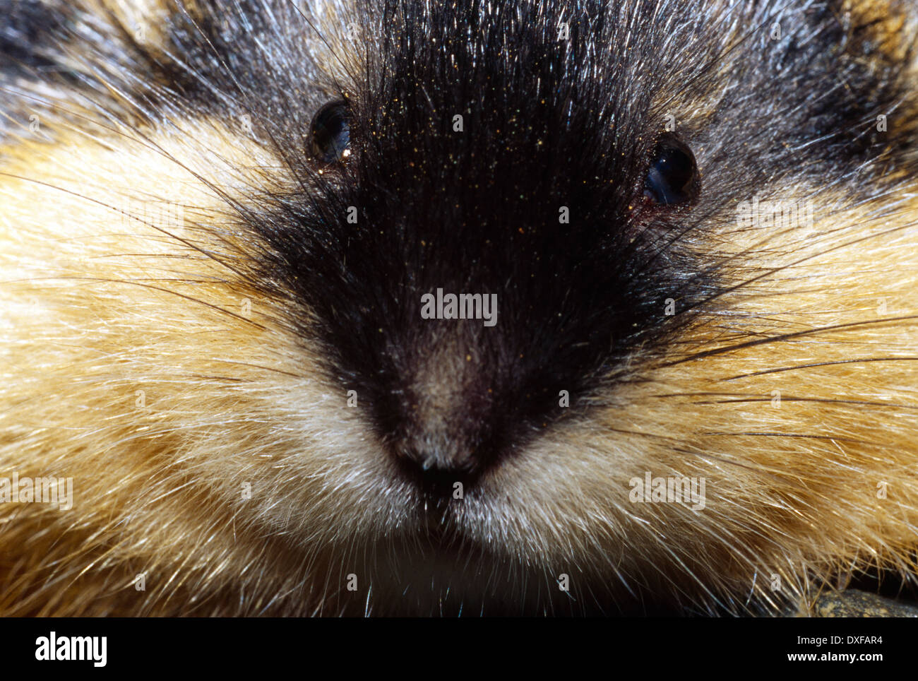 Lemming Migration High Resolution Stock Photography and Images - Alamy