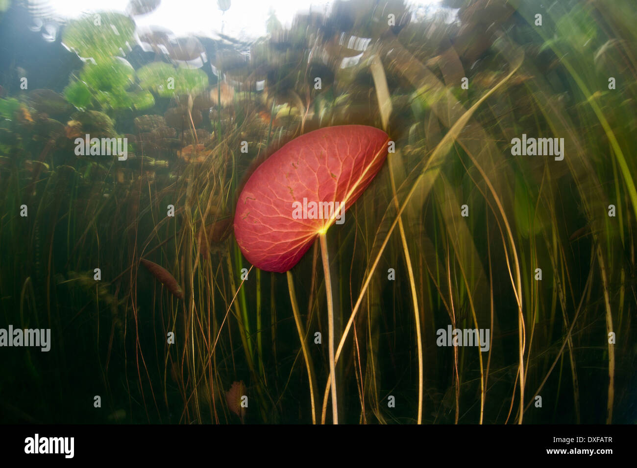 Stalk and Leafs of Water Lily, Nymphaea, Massachusetts, Cape Cod, USA ...