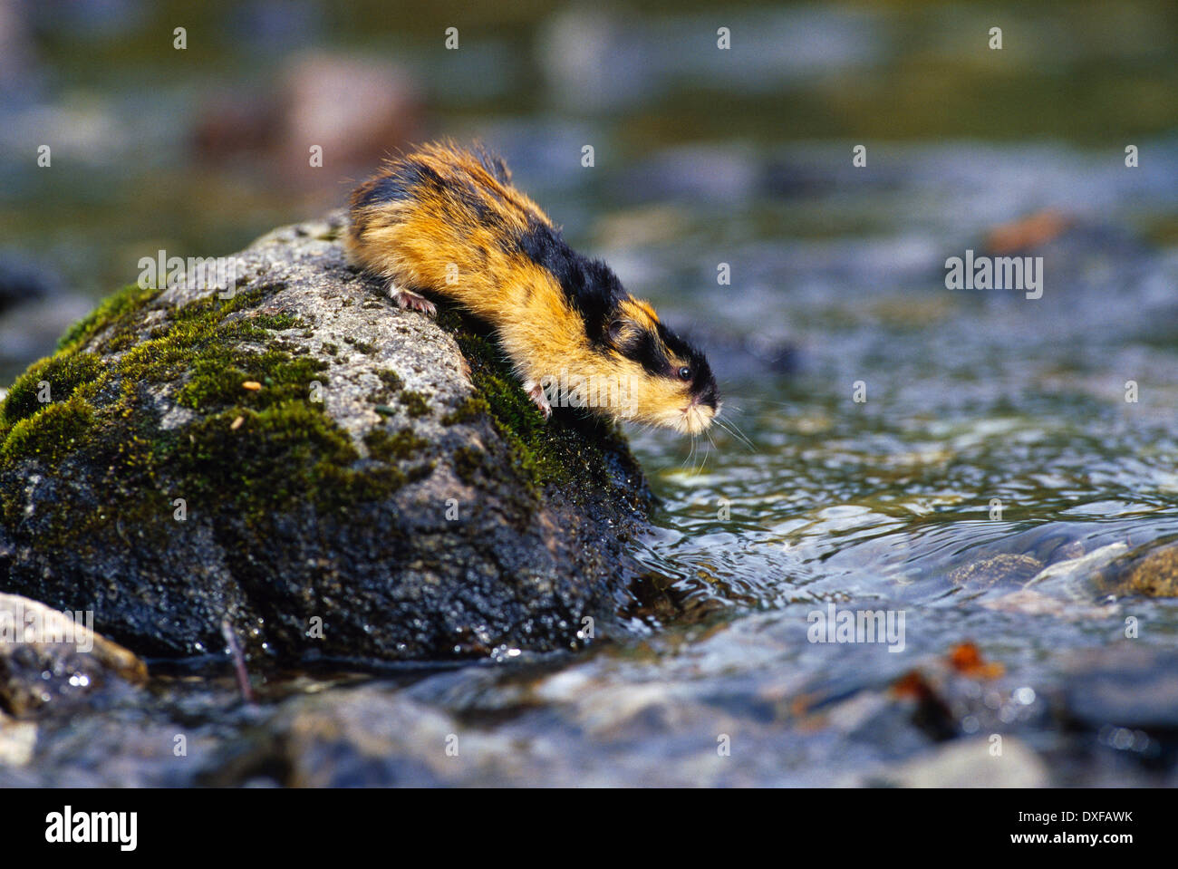 Lemmings High Resolution Stock Photography and Images - Alamy
