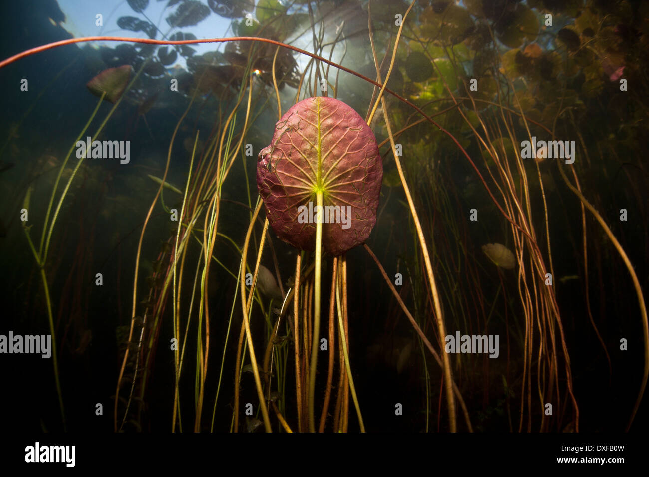 Stalk and Leafs of Water Lily, Nymphaea, Massachusetts, Cape Cod, USA ...