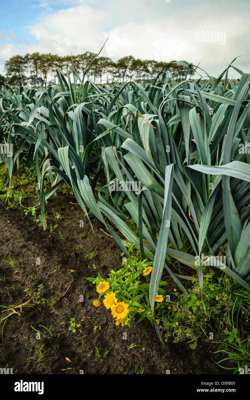 Corn Marigolds Glebionis segetum or Chrysanthemum segetum and field of ...