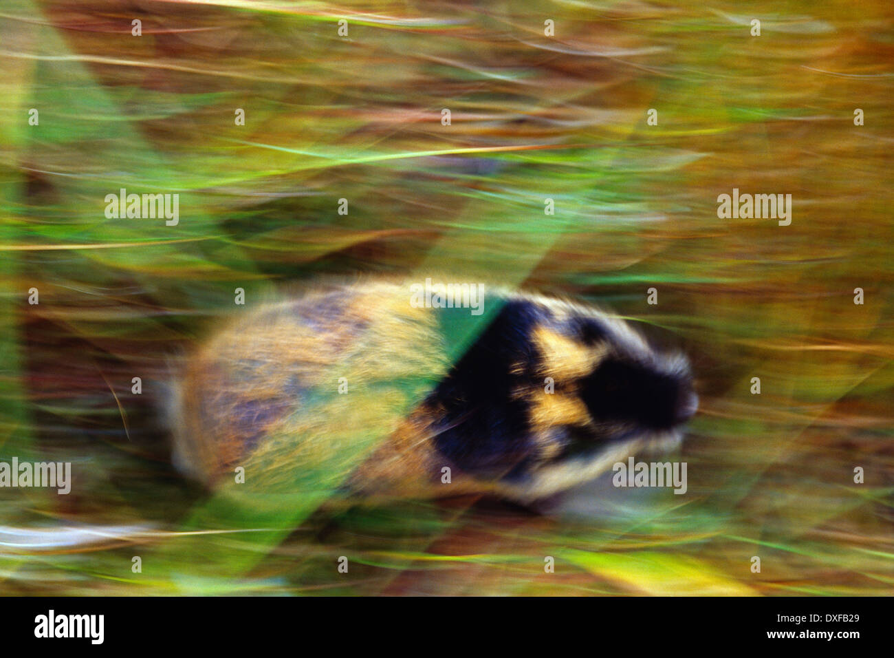 Lemming Migration High Resolution Stock Photography and Images - Alamy