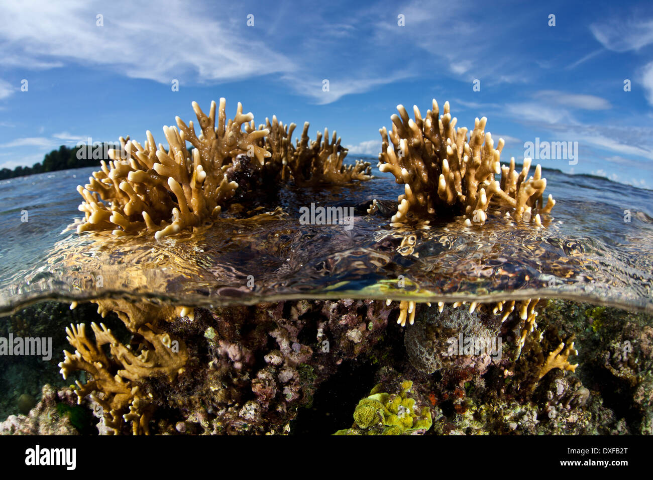 Coral reef underwater above hi-res stock photography and images - Alamy