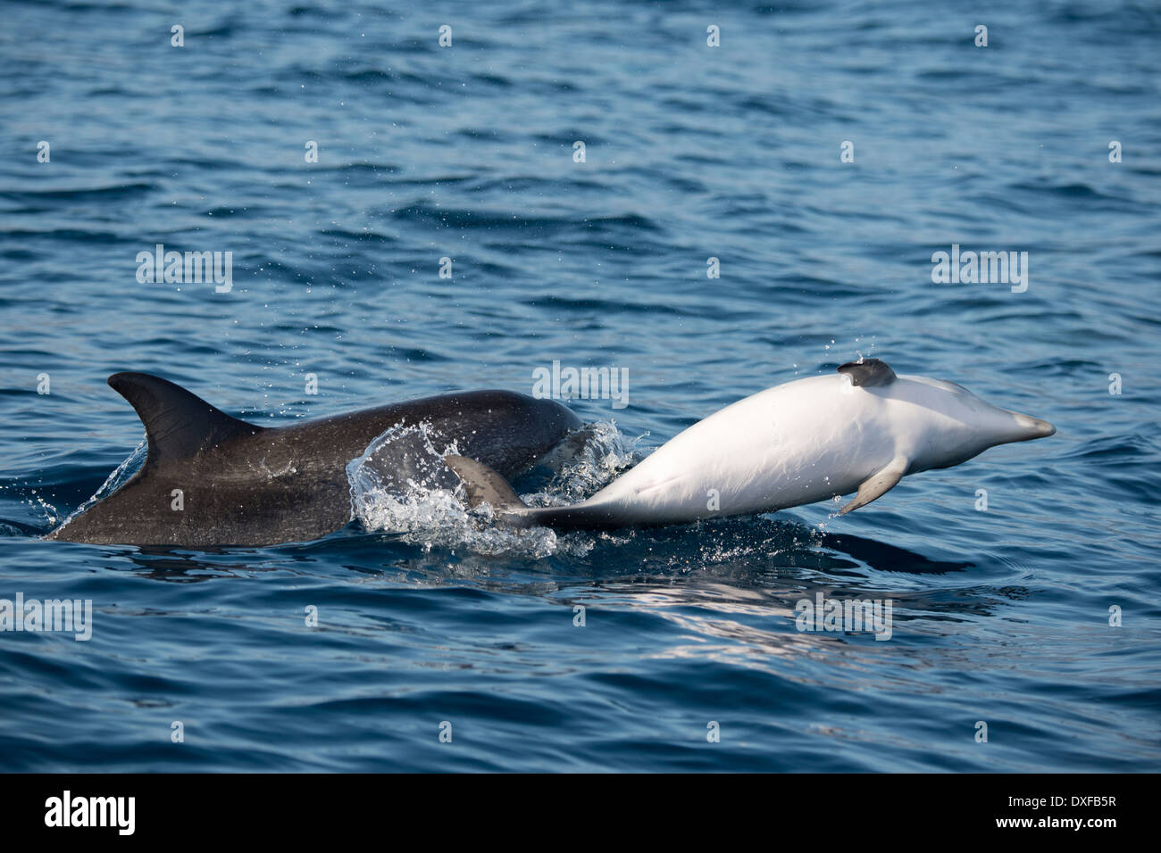 Atlantic Spotted Dolphins, Stenella frontalis, adult & calf porpoising ...