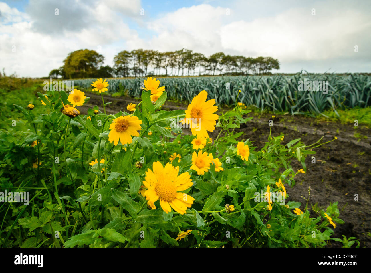 Corn Marigolds Glebionis segetum or Chrysanthemum segetum and field of ...
