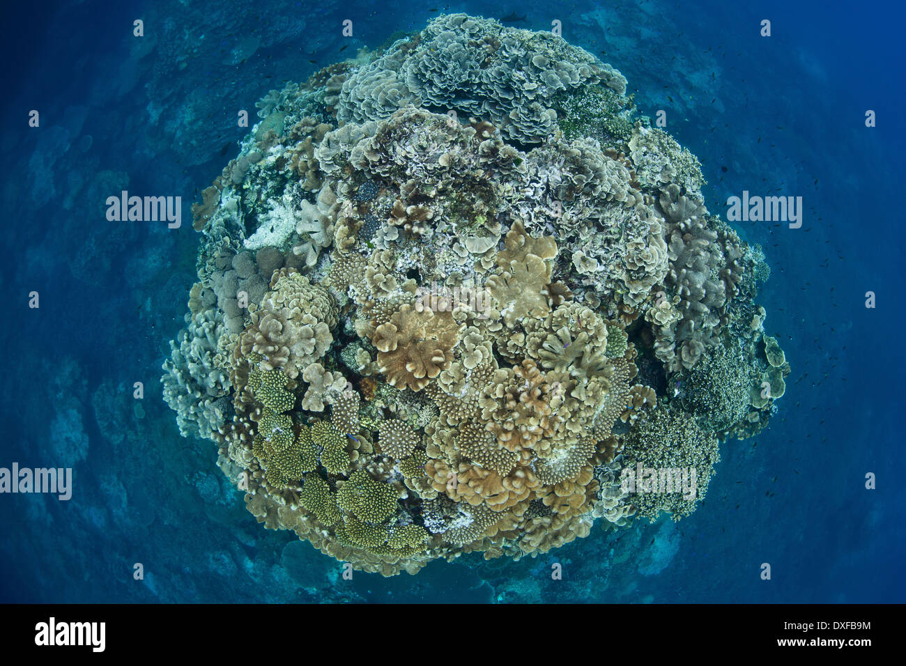 Corals building Coral bommie, Acropora sp., Melanesia, Pacific Ocean ...