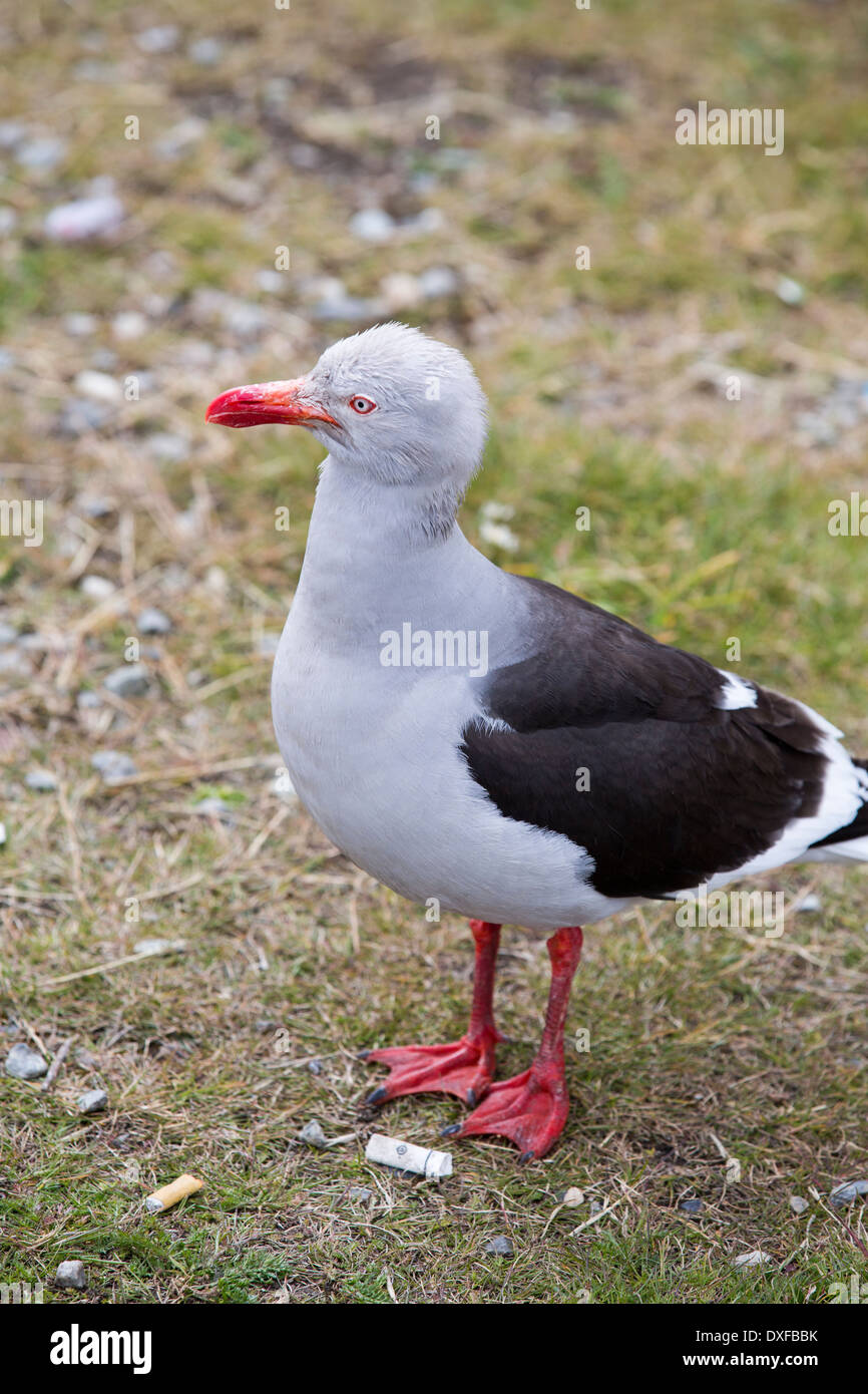A Dolphin Gull, Leucophaeus scoresbii, in Ushuaia, Tierra Del Fuego ...